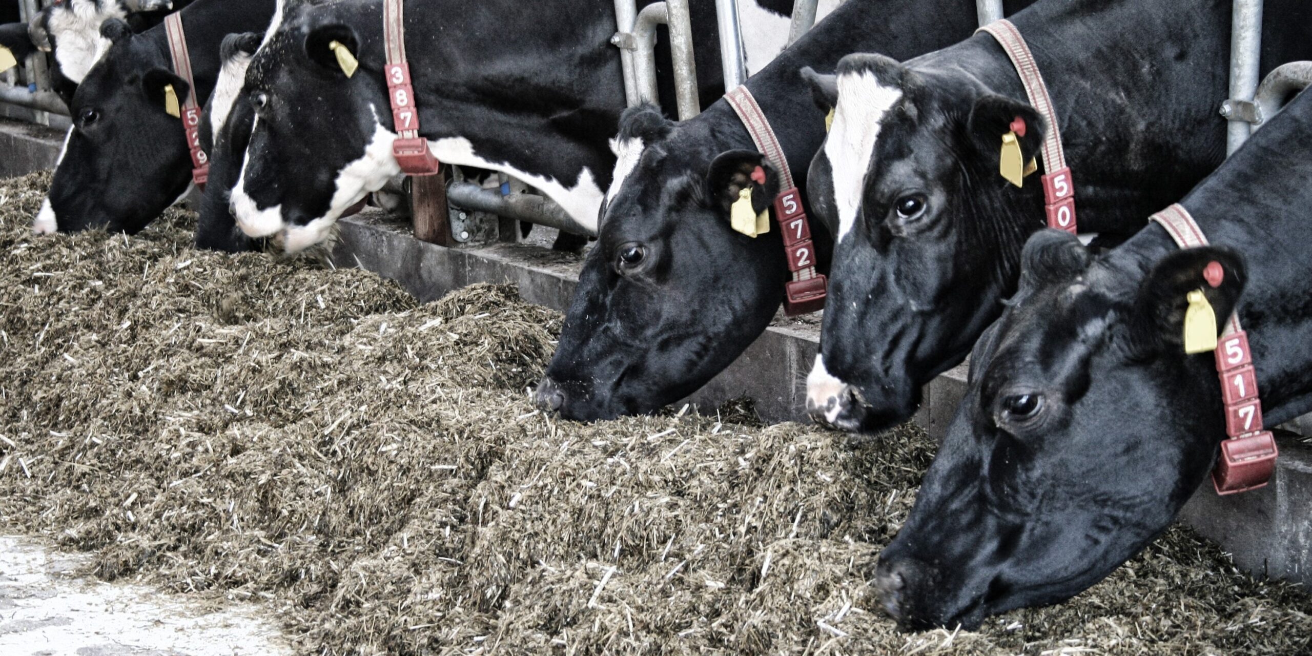 Milk fat – Composition and origin of fatty acids
